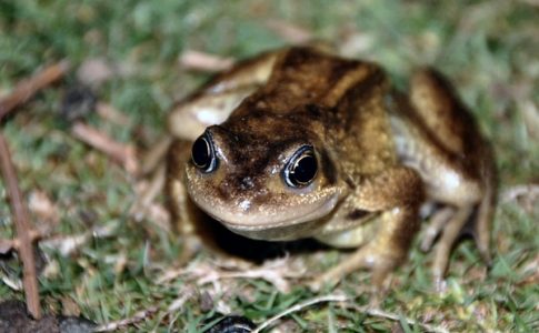 THE TOAD-WOMAN (The Indian Fairy Book, 1869) BY CORNELIUS MATHEWS ...
